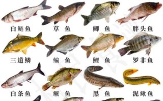 鱼的图片大全及名字_常见淡水鱼种类有哪些