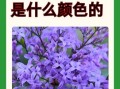丁香花的花语是什么_丁香花为什么象征纯洁爱情