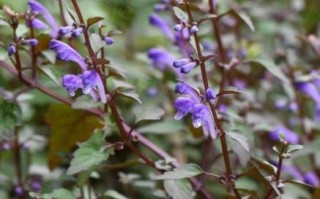 黄芩图片全图长什么样_黄芩植物高清图鉴