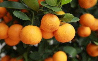 柑橘图片高清_如何拍出专业级质感