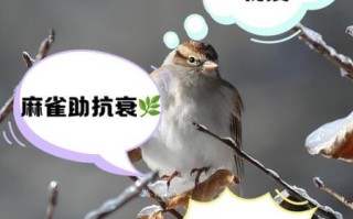 麻雀的功效与作用_麻雀肉怎么吃最补