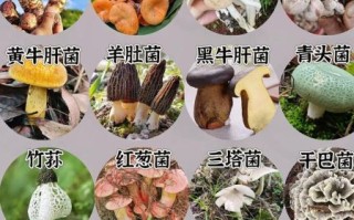野生菌种类大全_如何辨别可食用野生菌