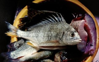 黑立鱼多少钱一斤_黑立鱼图片长什么样