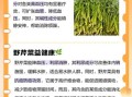 野芹菜图片功效作用_野芹菜怎么吃最健康