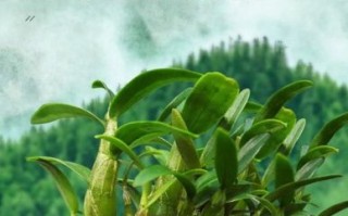 霍山铁皮石斛的功效与作用_怎么吃效果最好