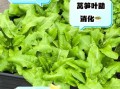 莴苣叶可以生吃吗_生吃莴苣叶的注意事项