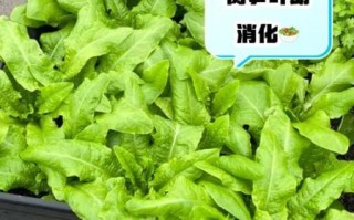 莴苣叶可以生吃吗_生吃莴苣叶的注意事项