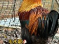 扇鸡是什么鸡_扇鸡和土鸡区别