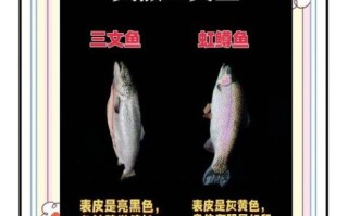 三文鱼正身图片怎么看_如何辨别新鲜度