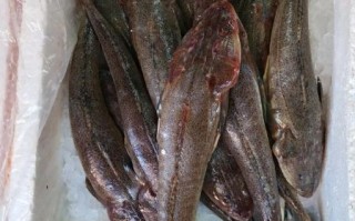 牛尾鱼长什么样子_牛尾鱼是海鱼还是淡水鱼