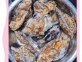 海蛎子怎么煮_海蛎子煮多久才熟