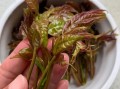 香椿拌豆腐怎么做_香椿拌豆腐用焯水吗