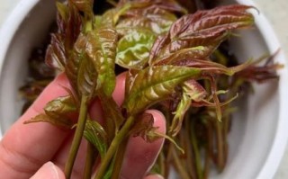 香椿拌豆腐怎么做_香椿拌豆腐用焯水吗