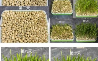 蒜苗怎么种_蒜苗种植时间和方法