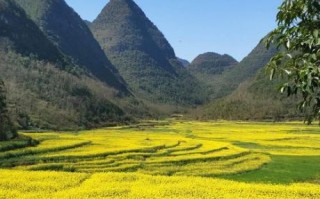 罗平油菜花节什么时候去最好_罗平油菜花节门票多少钱