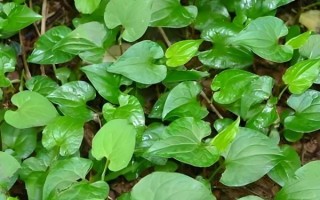 鱼腥草叶子长什么样_鱼腥草叶子图片怎么辨别真假