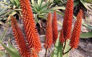 芦荟图片大全大图花名_芦荟开花的品种有哪些