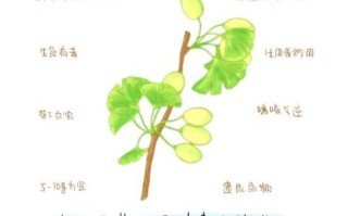 白果的功效与作用有哪些_白果的食用方法有哪些