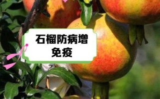 常吃石榴有什么好处和坏处_哪些人不能吃