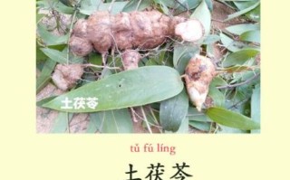 土茯苓泡水喝的功效与作用_土茯苓泡水可以天天喝吗