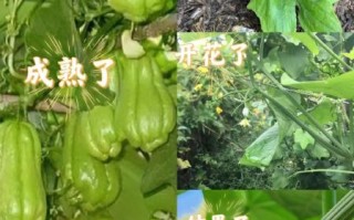 佛手瓜苗龙须菜图片_如何区分两者