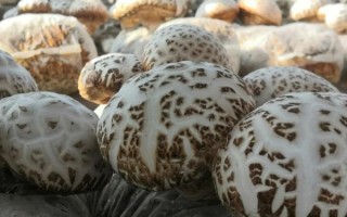 中国哪里产的花菇最好_花菇产地排行榜