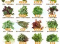 野菜名称图片大全_如何识别常见野菜
