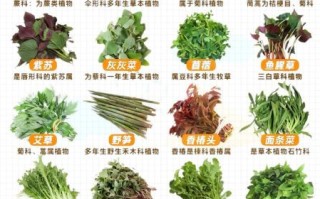野菜名称图片大全_如何识别常见野菜