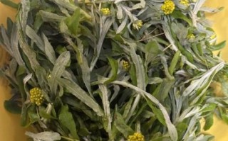 做清明团子的草叫什么_青团草到底长什么样