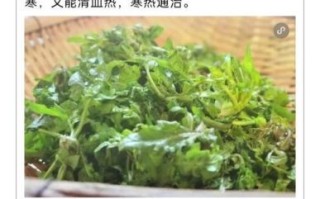 荠荠菜的功效与禁忌_荠荠菜什么人不能吃