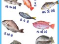 鲷鱼是海鱼还是淡水鱼_鲷鱼生活习性