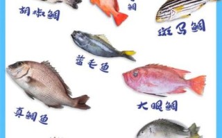 鲷鱼是海鱼还是淡水鱼_鲷鱼生活习性
