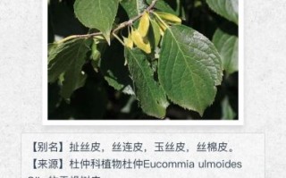 杜仲的副作用有哪些_杜仲禁忌人群有哪些