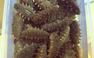 干海参冷藏还是冷冻_干海参保存方法