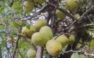 酸木瓜树怎么种_酸木瓜树几年结果