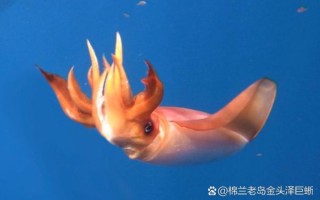 菱鳍乌贼是什么_菱鳍乌贼能吃吗