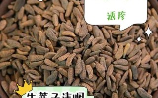 炒牛蒡子的功效与作用_怎么吃效果最好