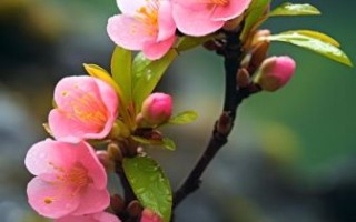 桃花图片大全大图_如何拍摄桃花特写