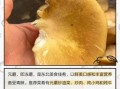 元蘑怎么做好吃_元蘑的家常做法大全