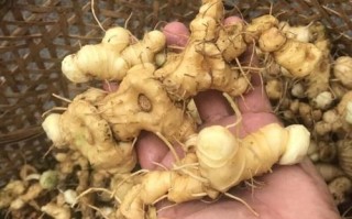 黄精多少钱一斤_黄精价格行情