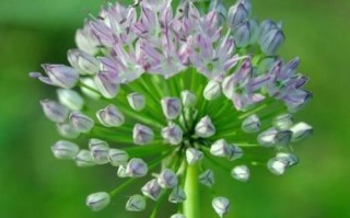 山韭菜的功效与作用_山韭菜怎么吃最养肾