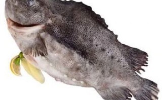 海参斑鱼哪些部位不能吃_海参斑鱼内脏处理