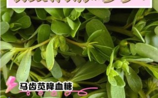 马齿苋治痔疮的方法_马齿苋治痔疮效果好吗 马齿苋治痔疮的方法_马齿苋治痔疮效果好吗