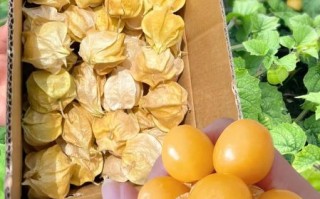 金姑娘果的功效与作用_金姑娘果怎么吃最好