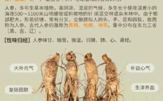 人参的功效有哪些_人参怎么吃效果最好