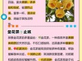 金花茶叶的功效与作用_金花茶叶怎么喝才养生