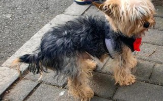 约克夏掉毛吗_约克夏掉毛严重吗