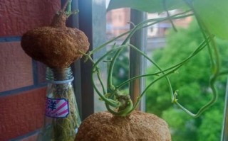 凉薯发芽了还能吃吗_吃了会中毒吗 凉薯发芽了还能吃吗_吃了会中毒吗