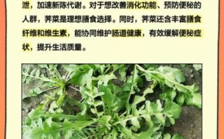 荠菜的功效与作用_荠菜什么人不能吃