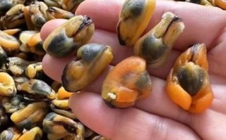 干淡菜怎么吃_干淡菜的家常做法